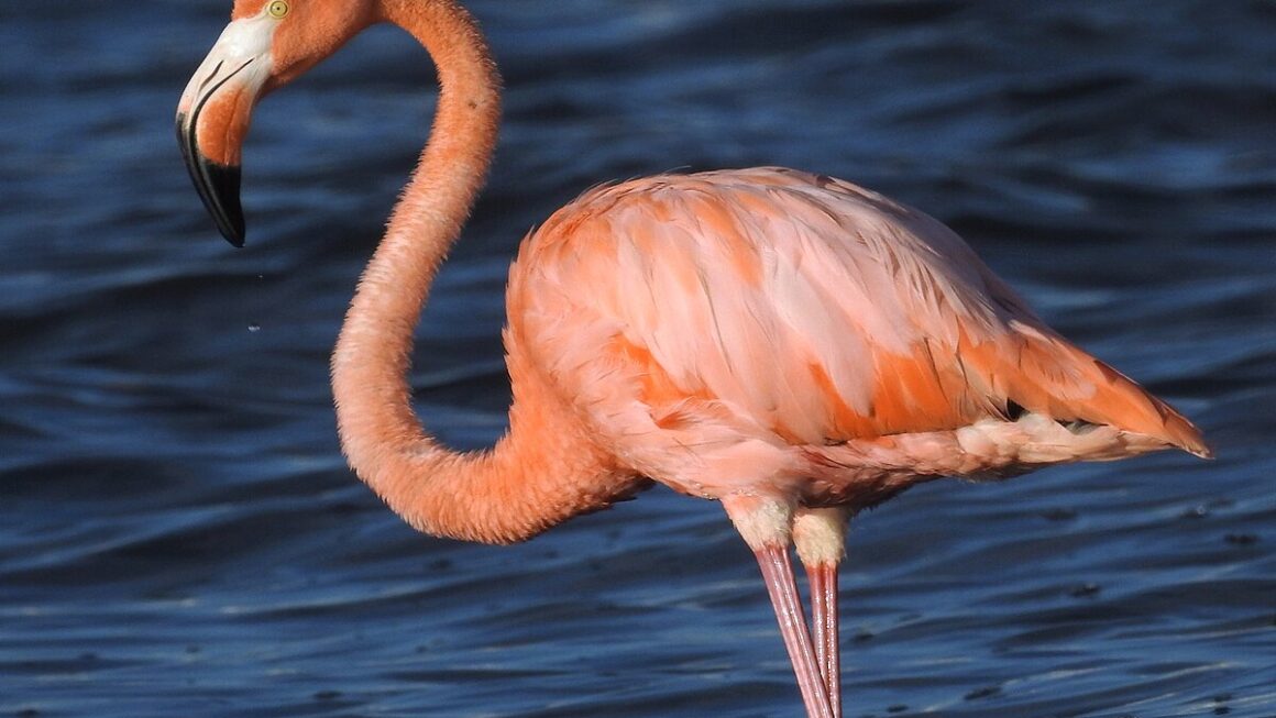 What Do Flamingos Eat? A Comprehensive Guide