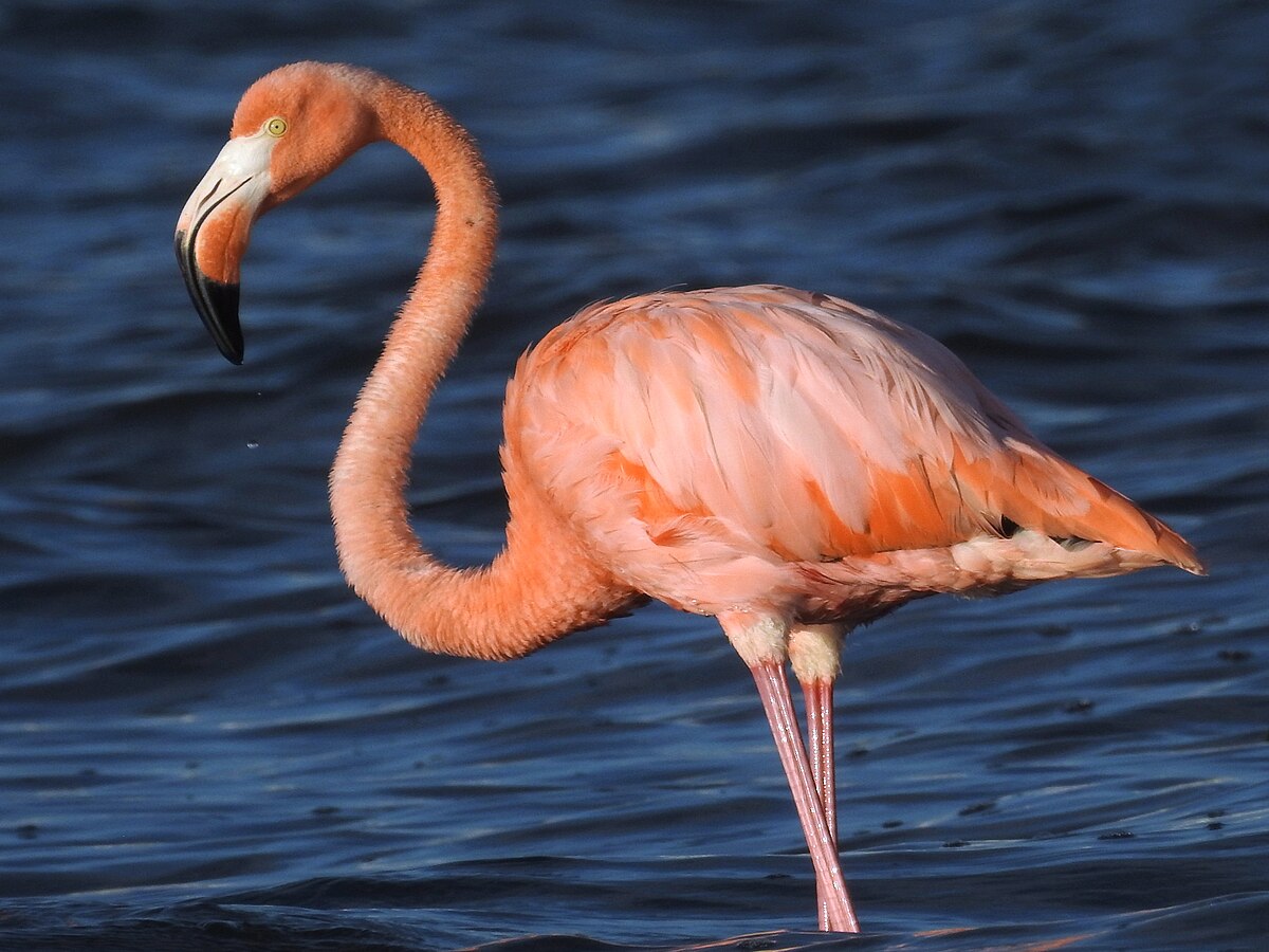 All You Need to Know About Flamingo Migration
