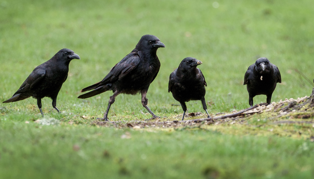 Do Crows Eat Other Birds? All You Need To Know