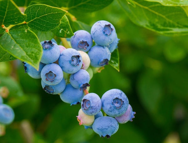 Are Blueberries a Safe Choice for Birds? Explained in Detail
