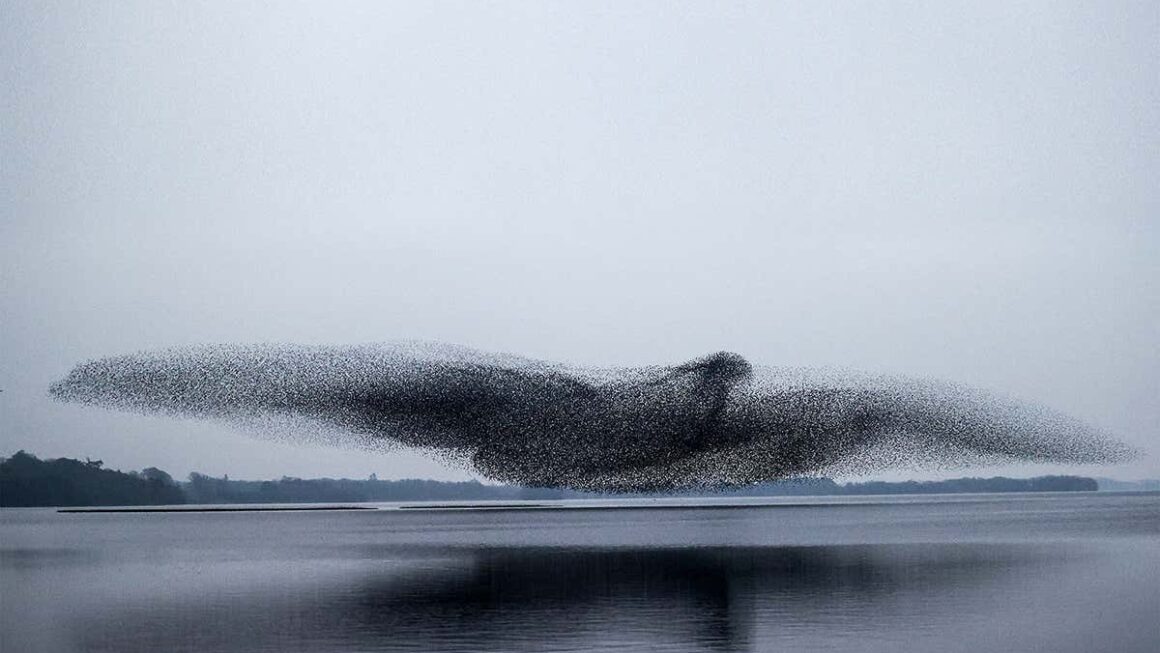 What Does It Mean When There Are No Birds Around?