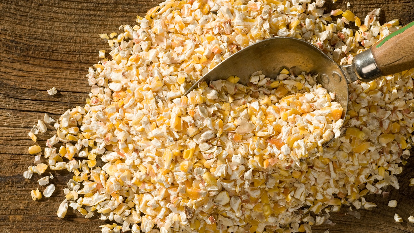 Do Birds Like Cracked Corn? Explained