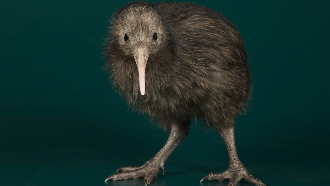 Why Is The Kiwi Bird Named After The Kiwi Fruit? Explained